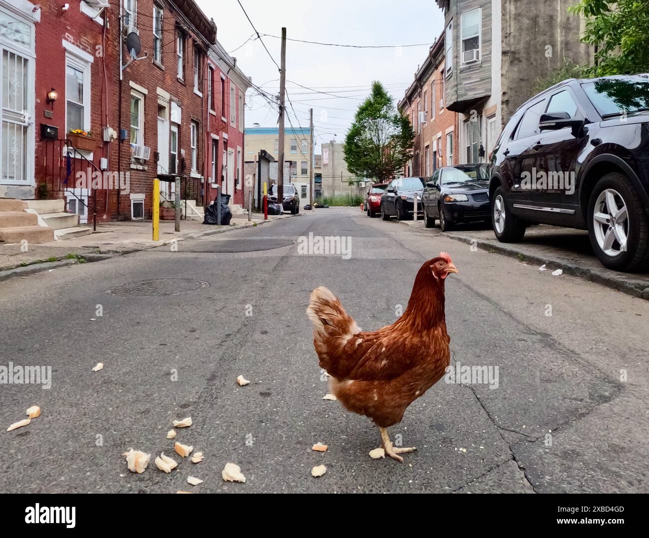 A chicken wanders through the street in the 2900 block of Hartville ...