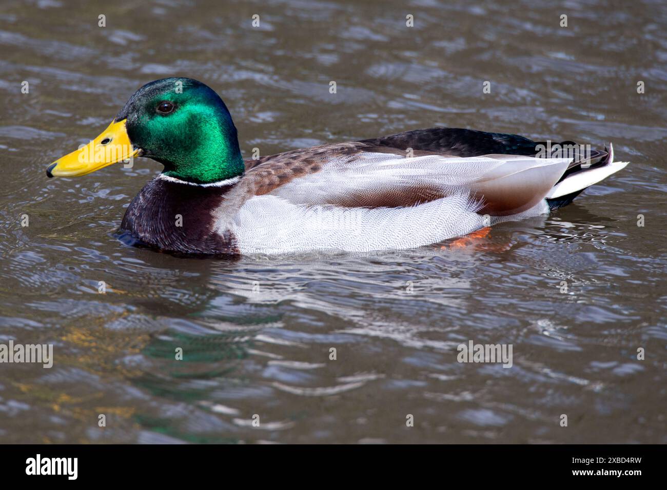 The mallard is a medium-sized waterfowl species that is often slightly ...