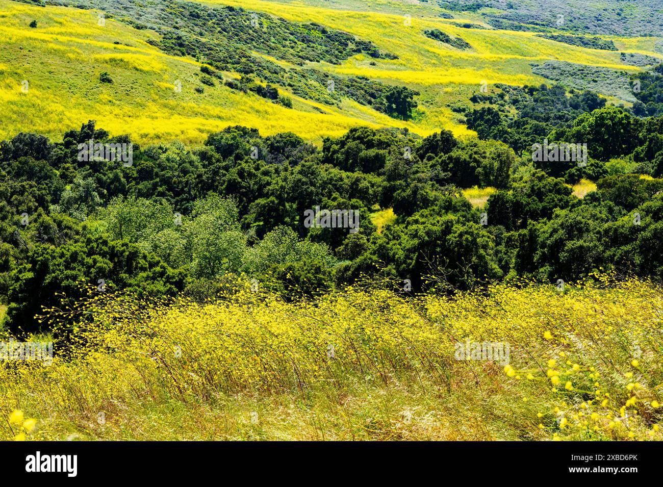 Hills & yellow Mustard Seed flowers near Jalama Beach County Park ...
