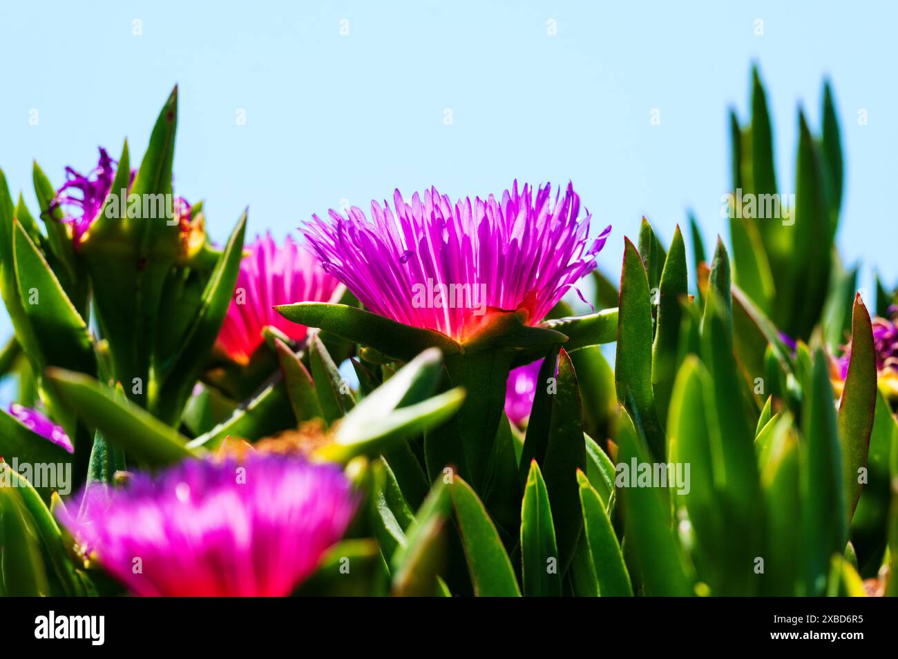Purple Carpobrotus chilensis wildflowers; sea fig; Jalama Beach County ...