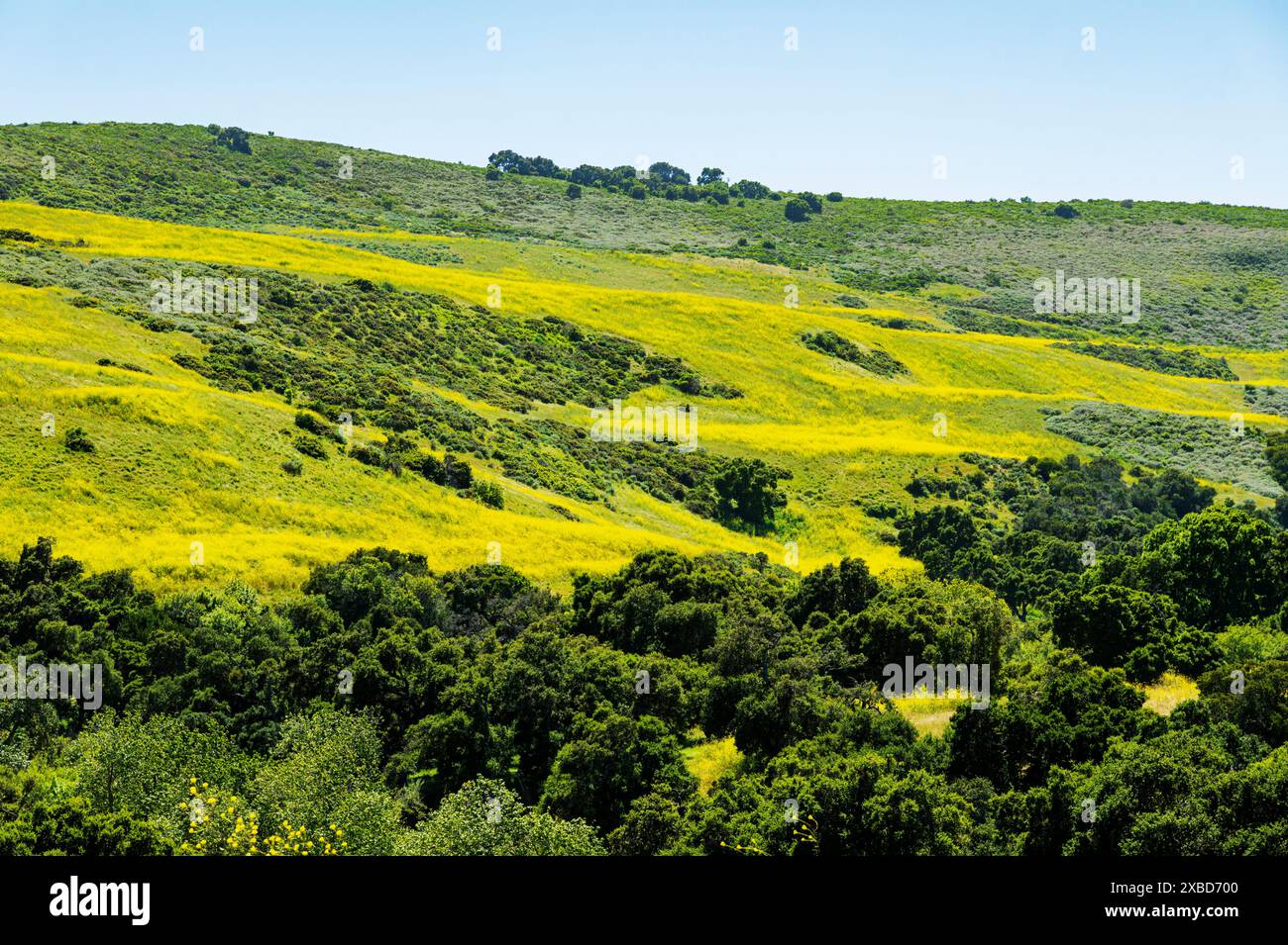 Hills & yellow Mustard Seed flowers near Jalama Beach County Park ...