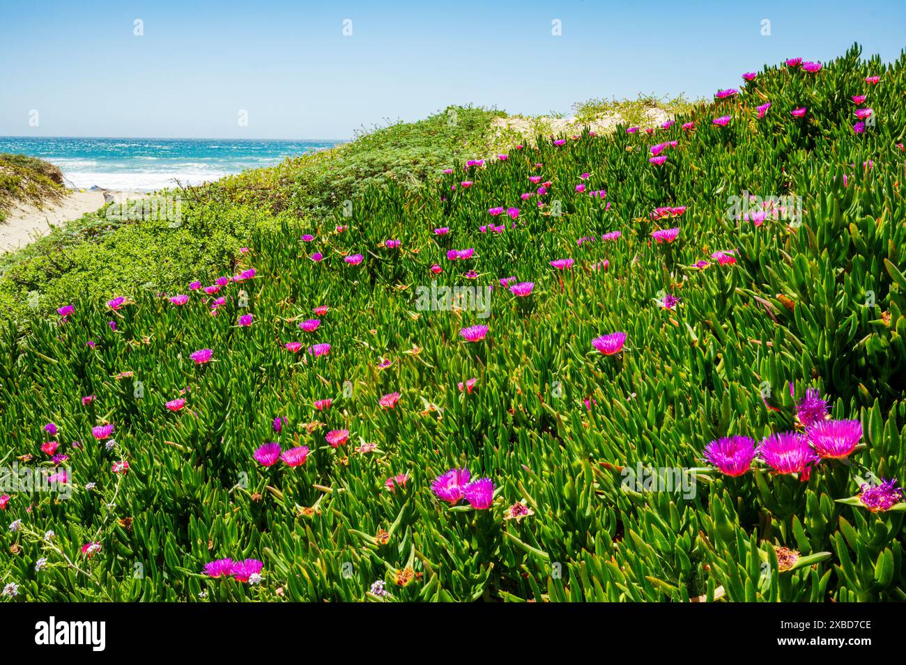 Purple Carpobrotus chilensis wildflowers; sea fig; Jalama Beach County ...