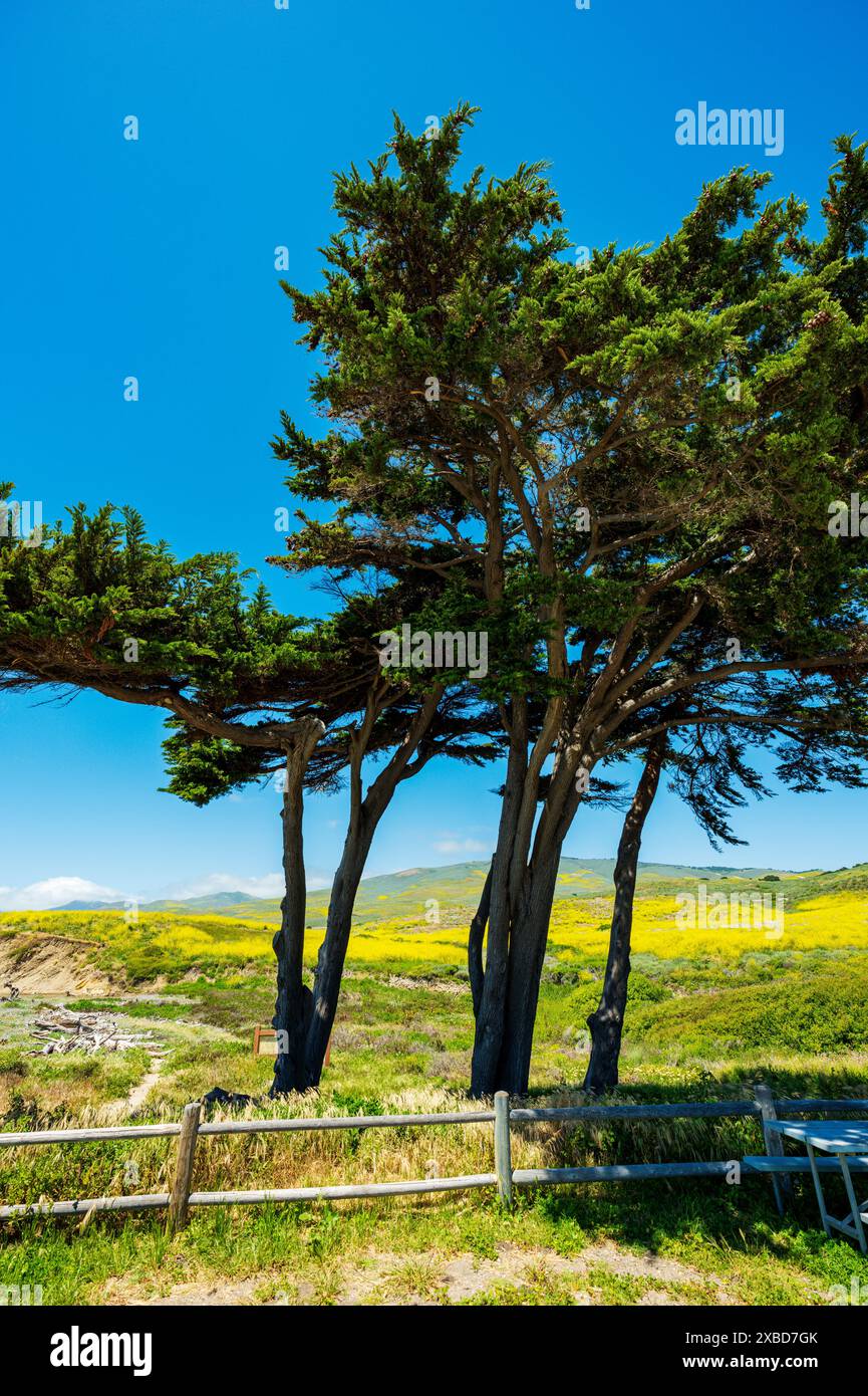 Cypress Trees & yellow mustard seed plants; Jalama Beach County Park ...