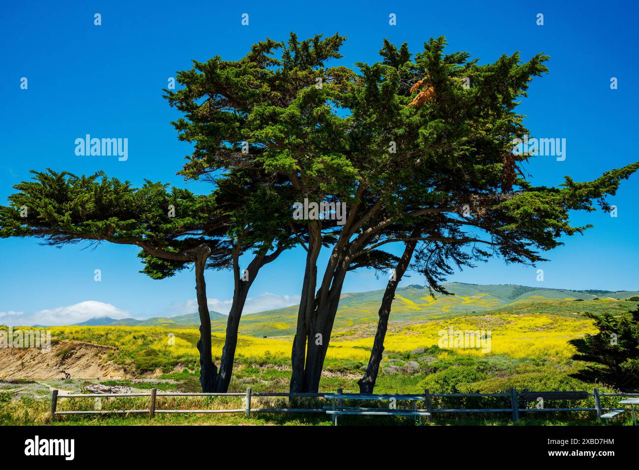 Cypress Trees & yellow mustard seed plants; Jalama Beach County Park ...