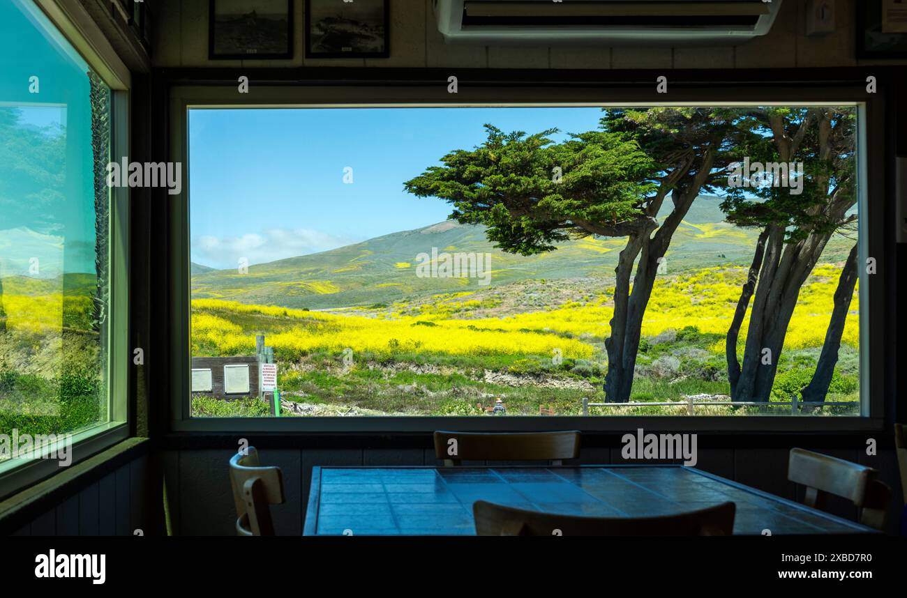 Window view; Mustard Seed plans and Cypress Trees; Jalama Beach Cafe ...