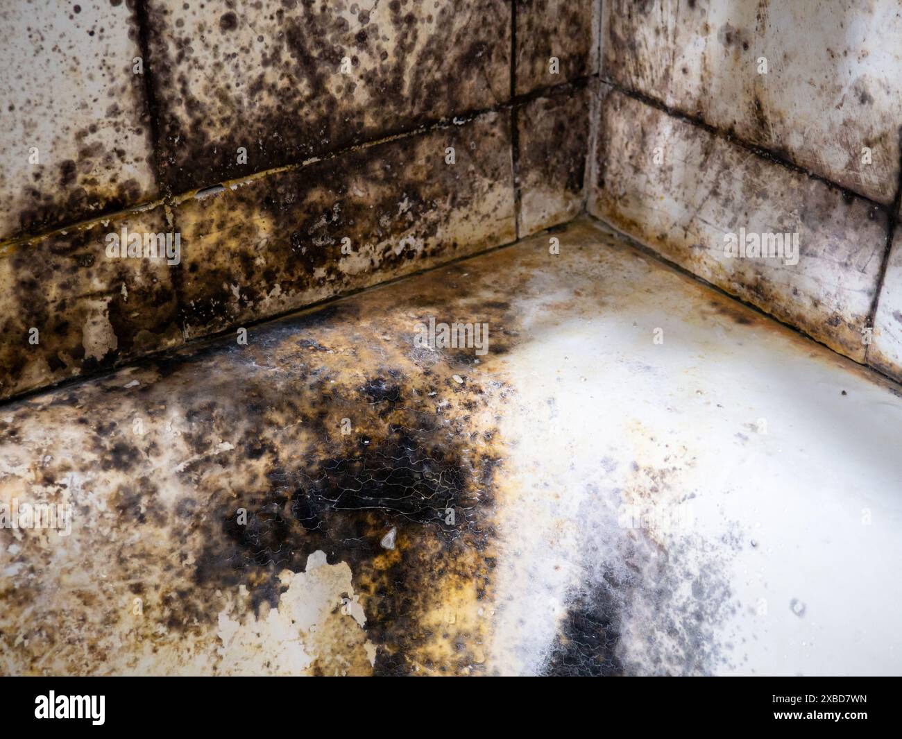 Black mold on bathroom enamel. Pathogenic Bacteria. Concept of mold in ...