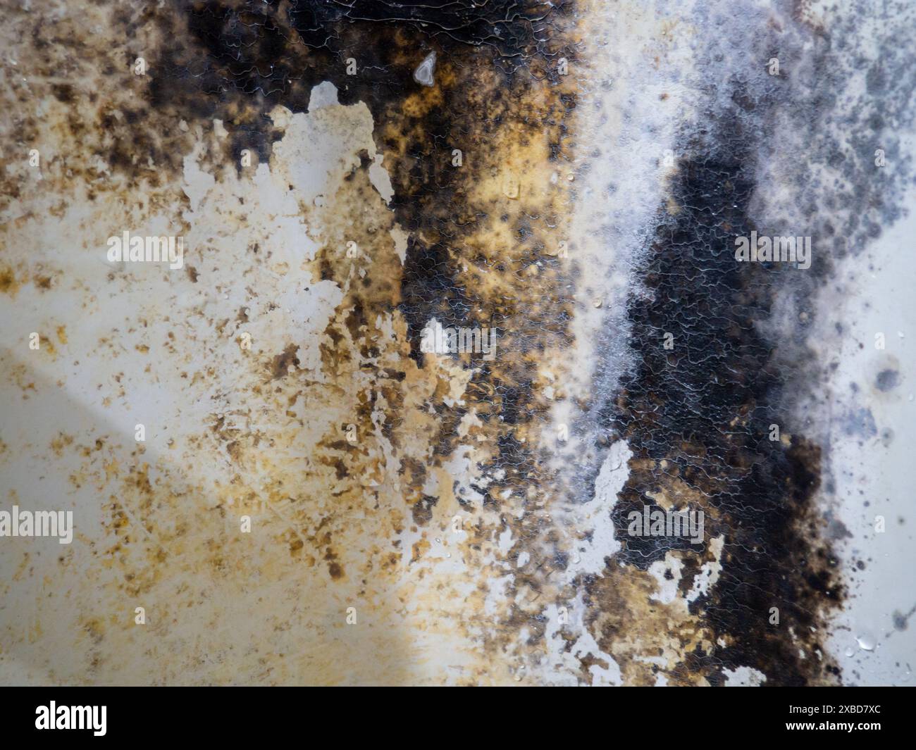Black mold on bathroom enamel. Pathogenic Bacteria. Concept of mold in ...