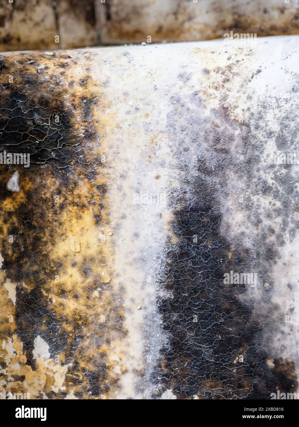 Black mold on bathroom enamel. Pathogenic Bacteria. Concept of mold in ...