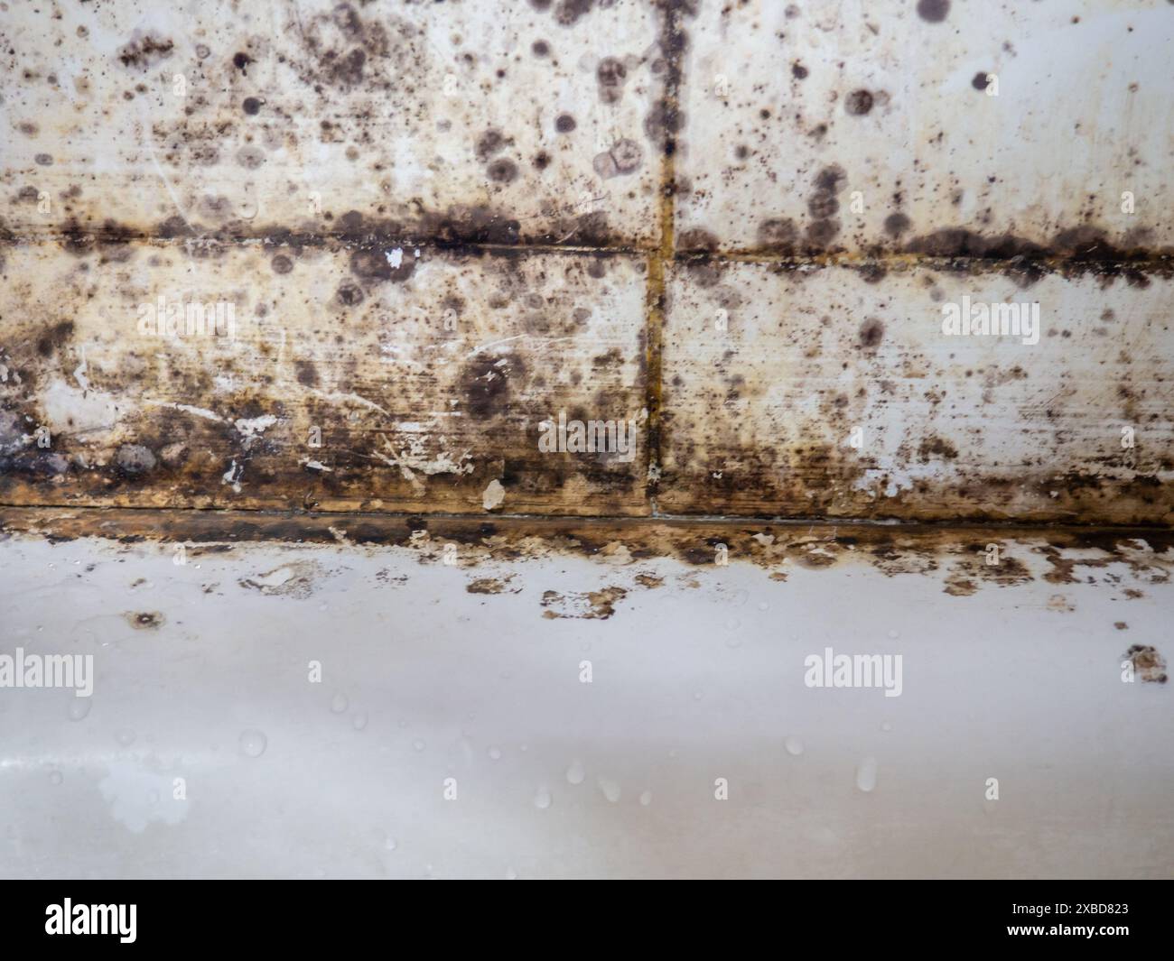 Black mold on bathroom enamel. Pathogenic Bacteria. Concept of mold in ...
