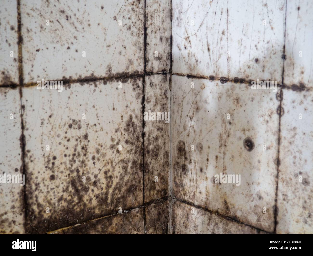 Black mold on bathroom enamel. Pathogenic Bacteria. Concept of mold in ...