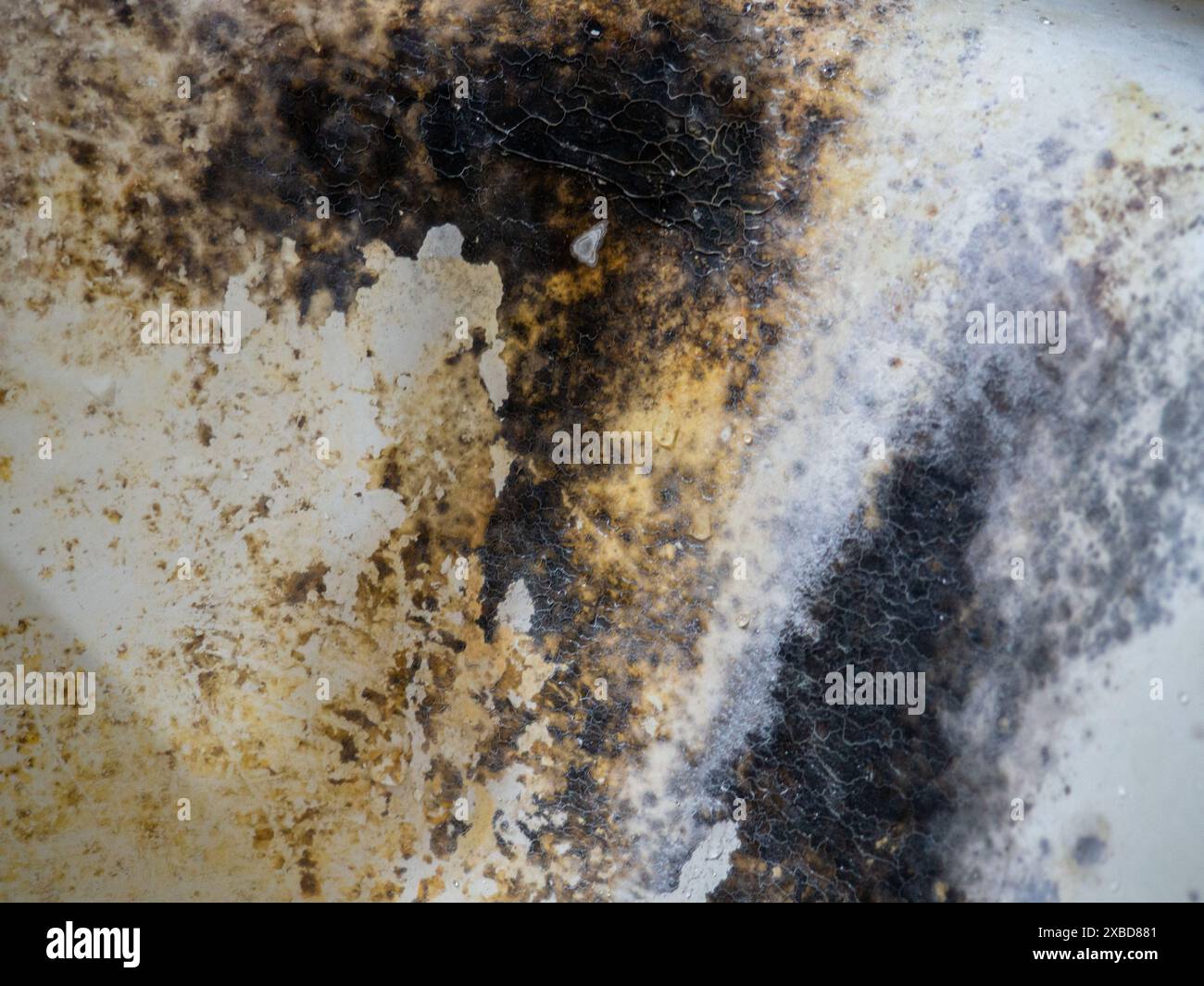 Black mold on bathroom enamel. Pathogenic Bacteria. Concept of mold in ...