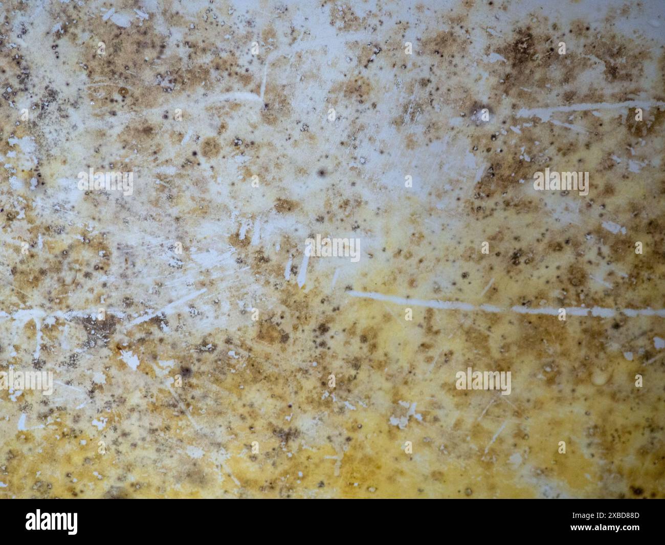 Black mold on bathroom enamel. Pathogenic Bacteria. Concept of mold in ...