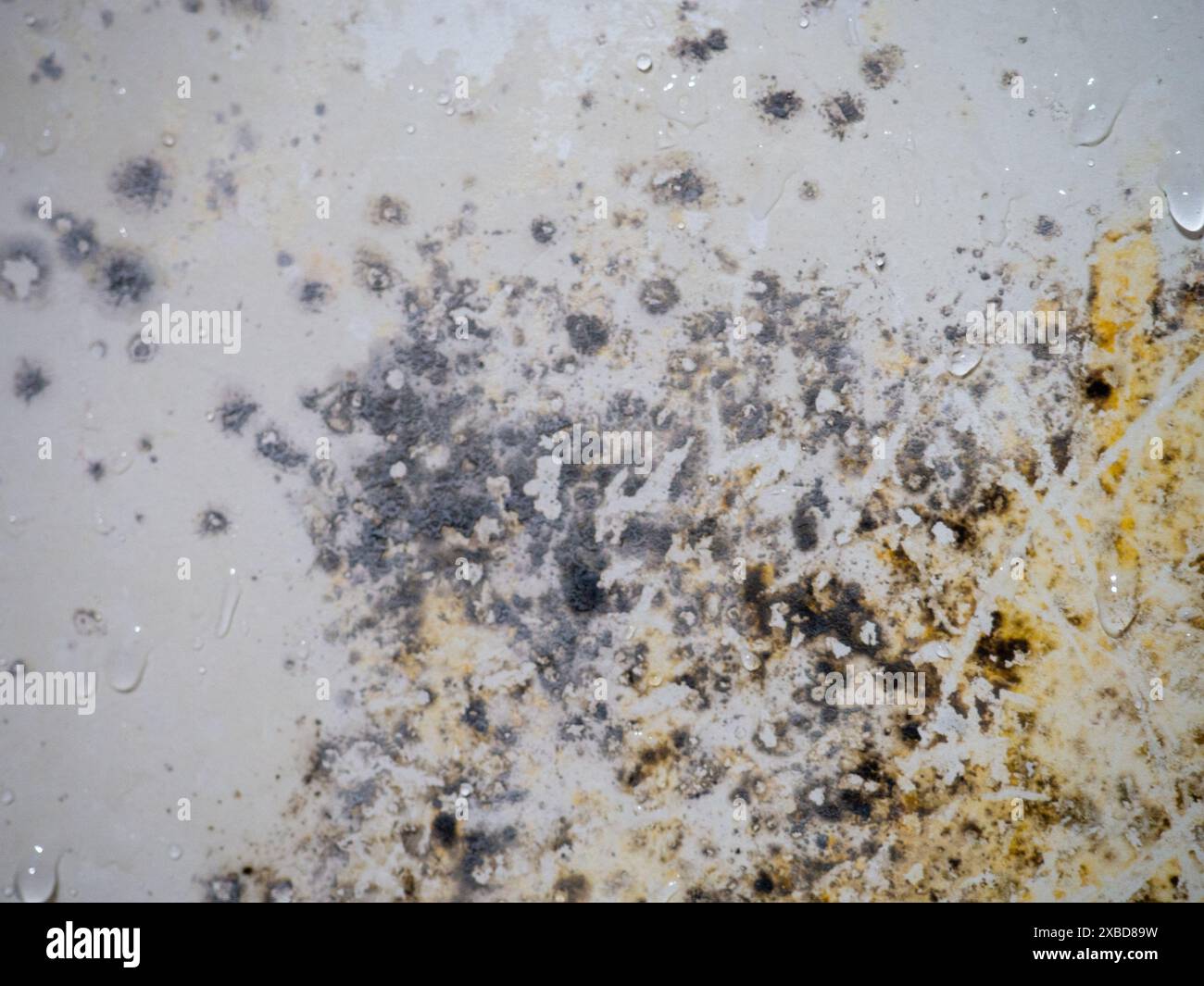 Black mold on bathroom enamel. Pathogenic Bacteria. Concept of mold in ...