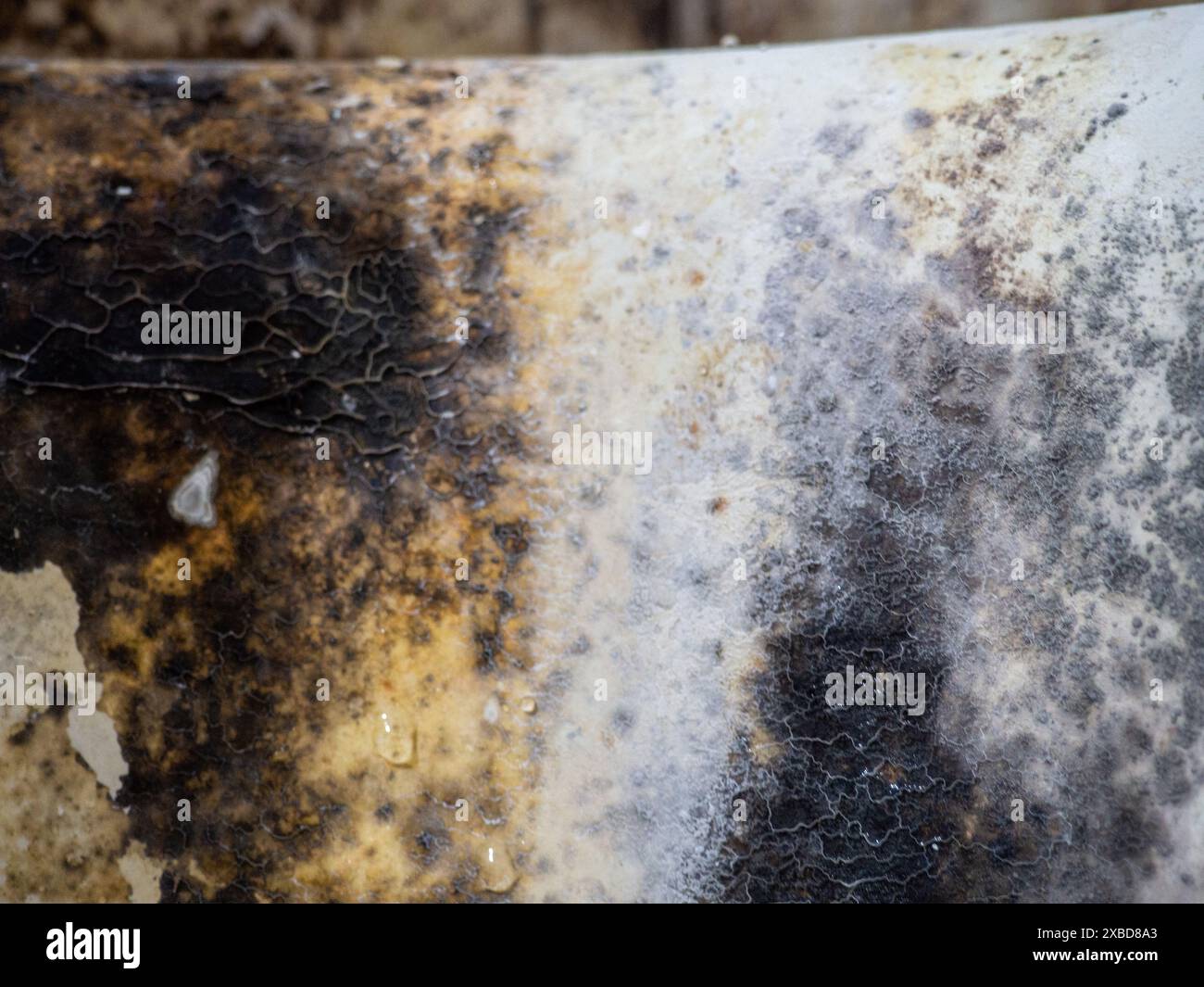 Black mold on bathroom enamel. Pathogenic Bacteria. Concept of mold in ...