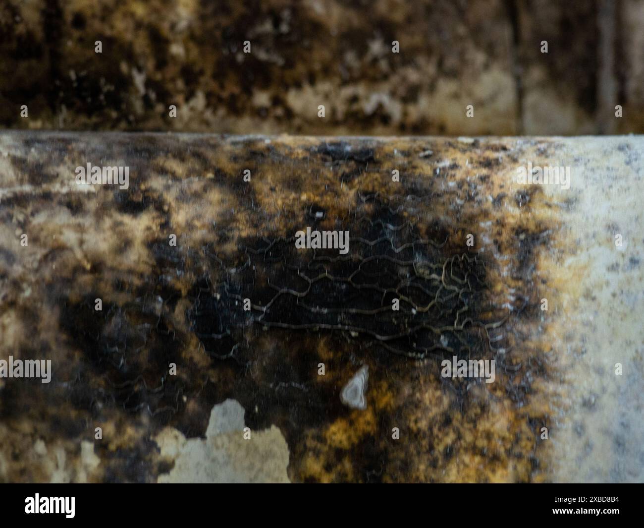 Black mold on bathroom enamel. Pathogenic Bacteria. Concept of mold in ...