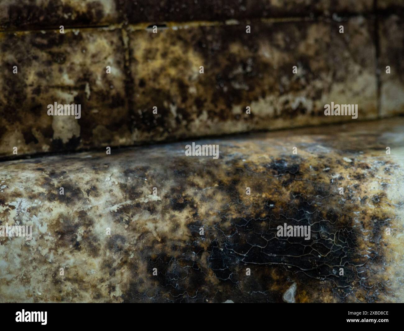 Black mold on bathroom enamel. Pathogenic Bacteria. Concept of mold in ...