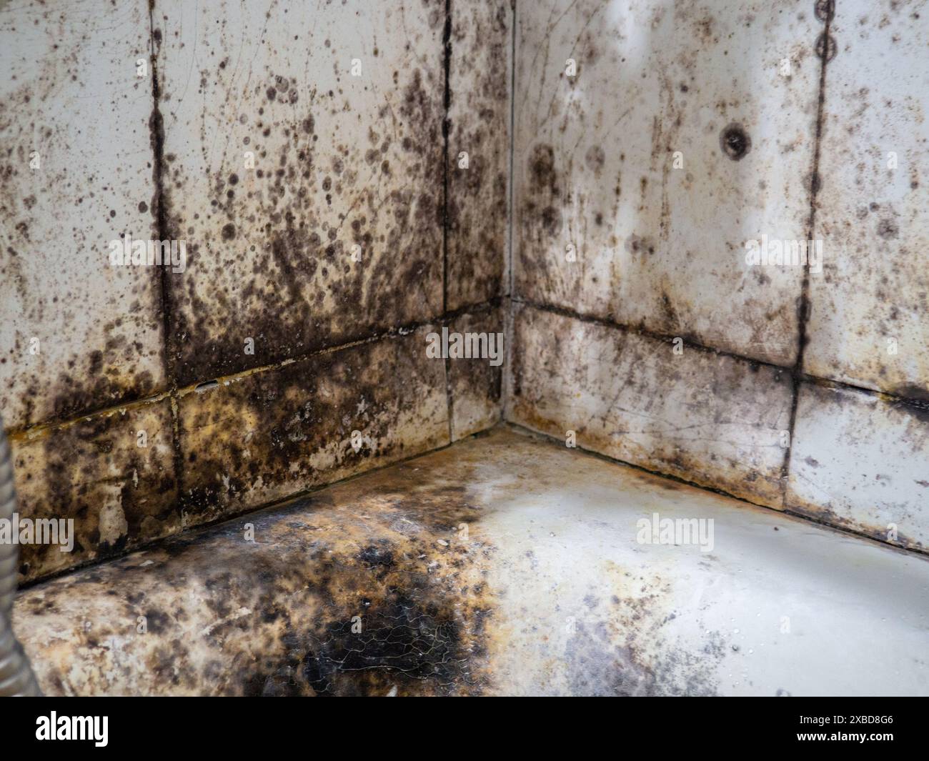 Black mold on bathroom enamel. Pathogenic Bacteria. Concept of mold in ...