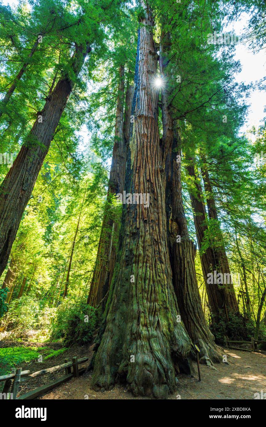 Henry Cowell Redwoods State Park; Santa Cruz County; California; USA ...