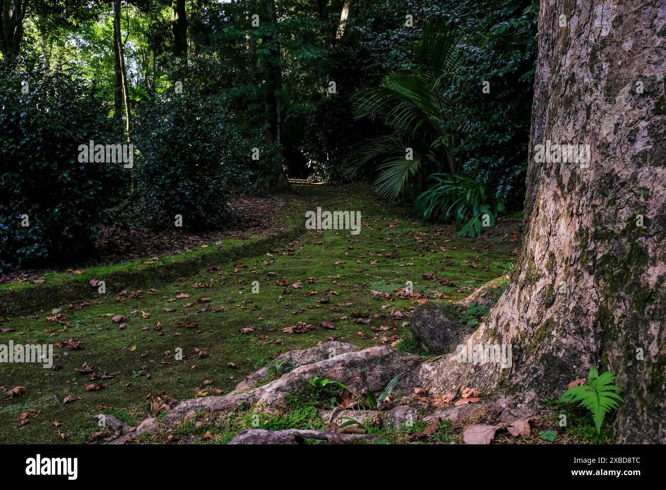 Terra Nostra Botanical Garden in Furnas, Sao Miguel Island, Azores ...