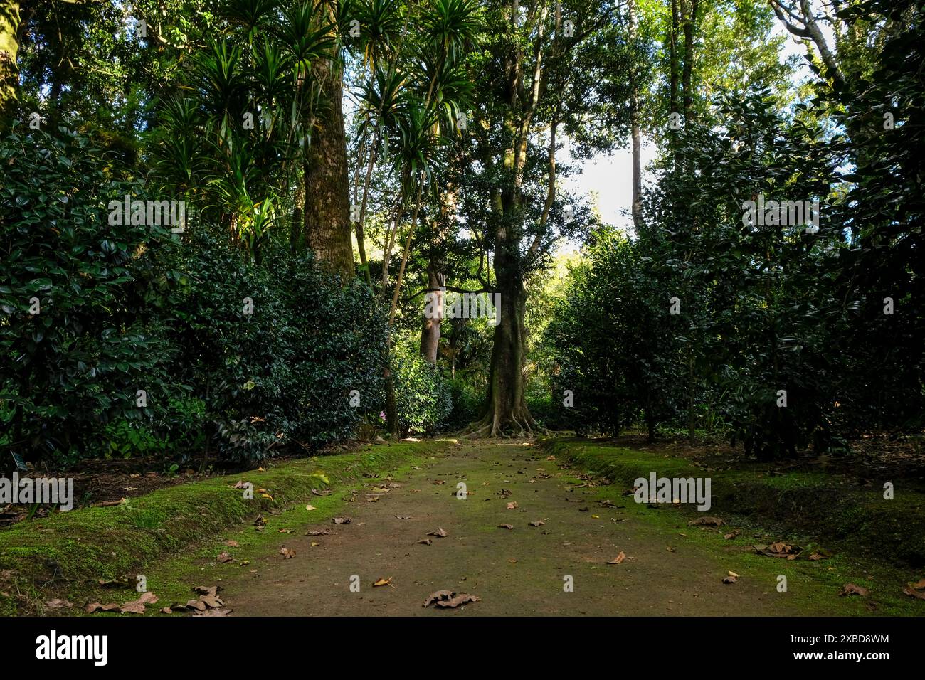 Terra Nostra Botanical Garden in Furnas, Sao Miguel Island, Azores ...