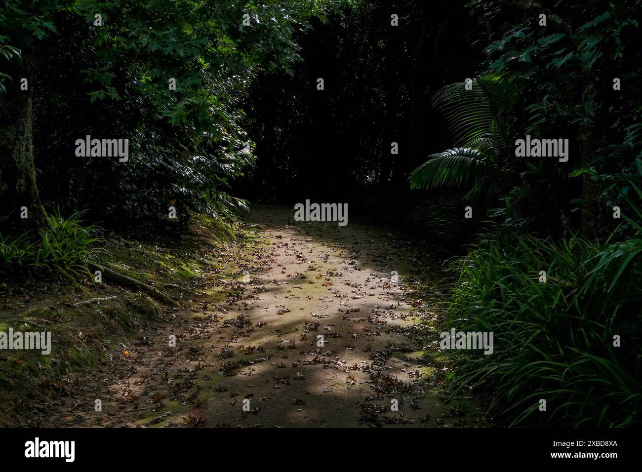 Path in the jungle surrounded by thick vegetation. Azores, Portugal ...