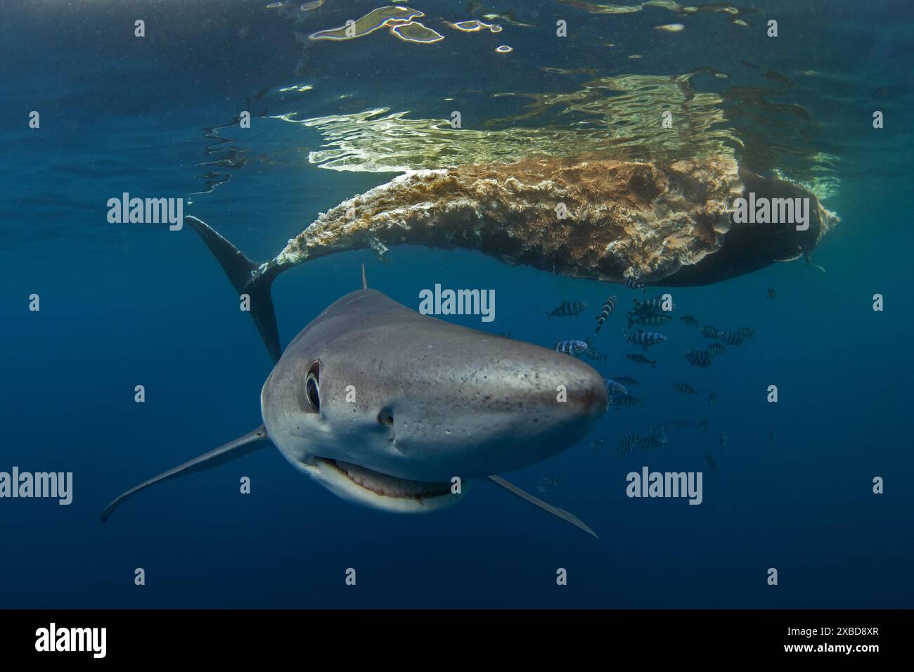 Blue shark are feeding on the death whale. Sharks around the whale's ...