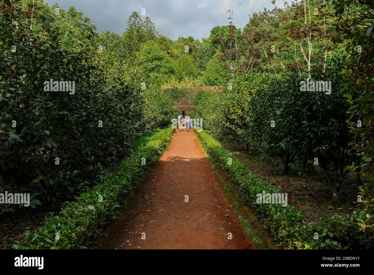Terra Nostra Botanical Garden in Furnas, Sao Miguel Island, Azores ...