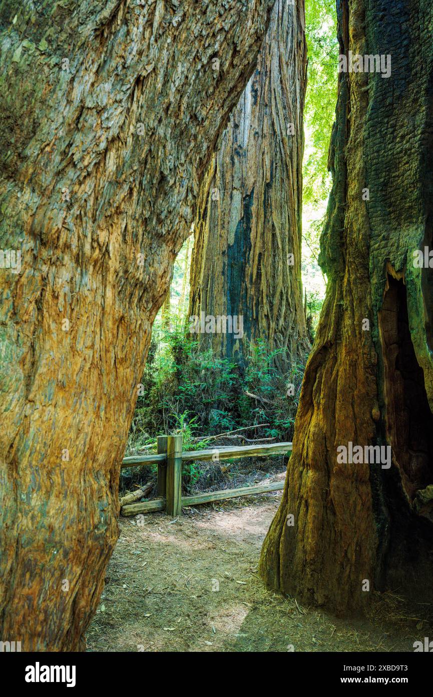 Henry Cowell Redwoods State Park; Santa Cruz County; California; USA ...