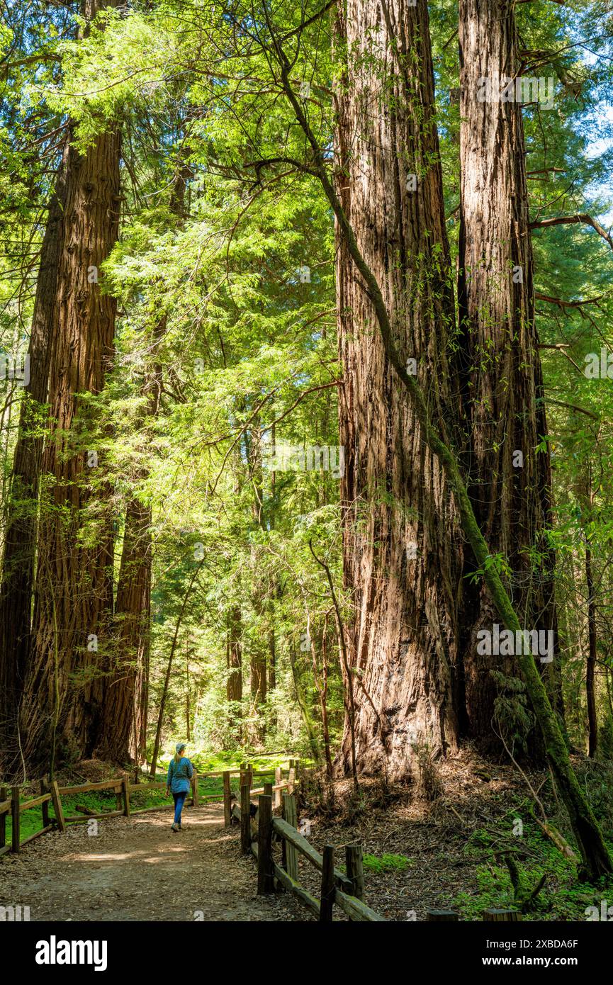 Henry Cowell Redwoods State Park; Santa Cruz County; California; USA ...