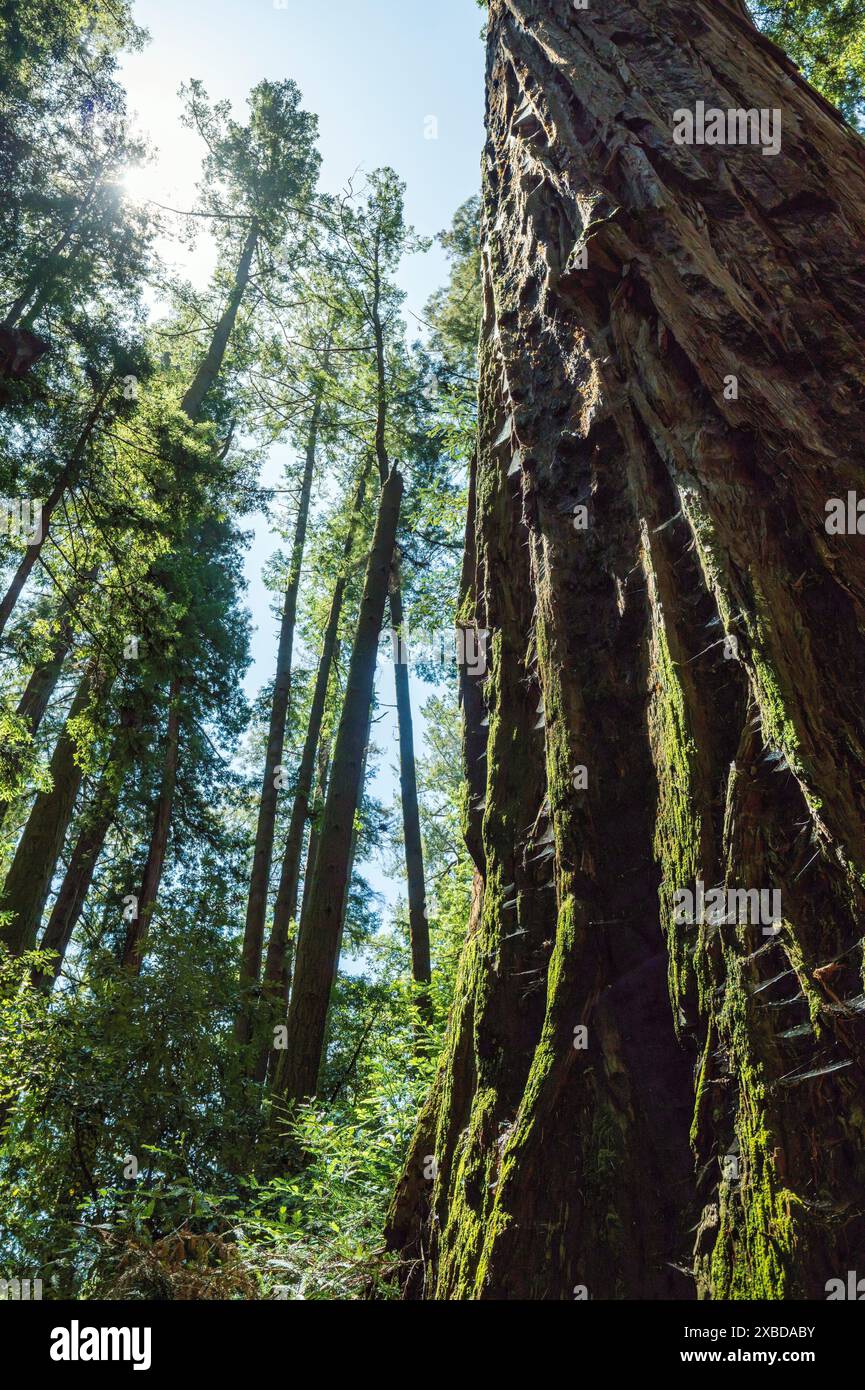 Henry Cowell Redwoods State Park; Santa Cruz County; California; USA ...