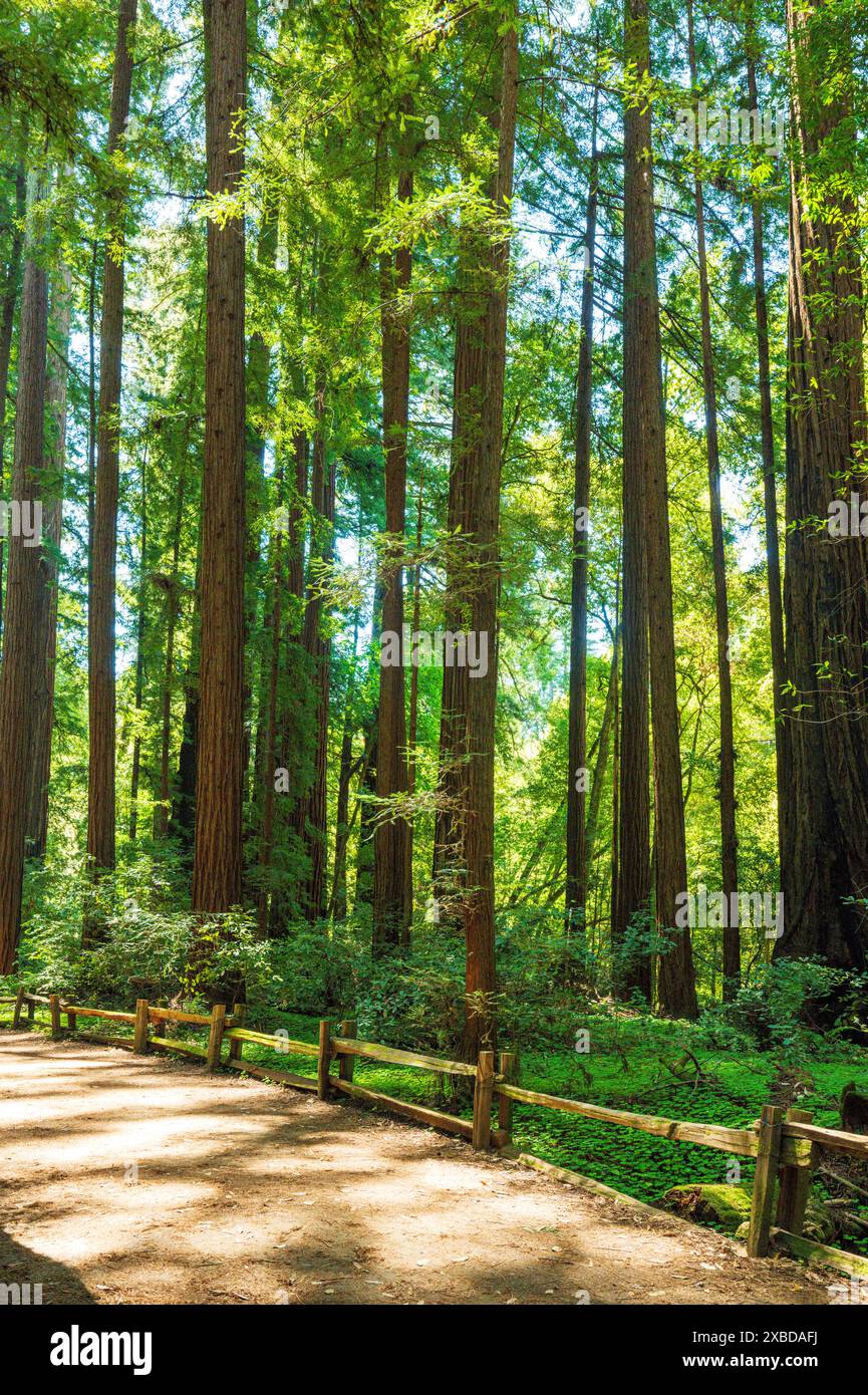 Henry Cowell Redwoods State Park; Santa Cruz County; California; USA ...