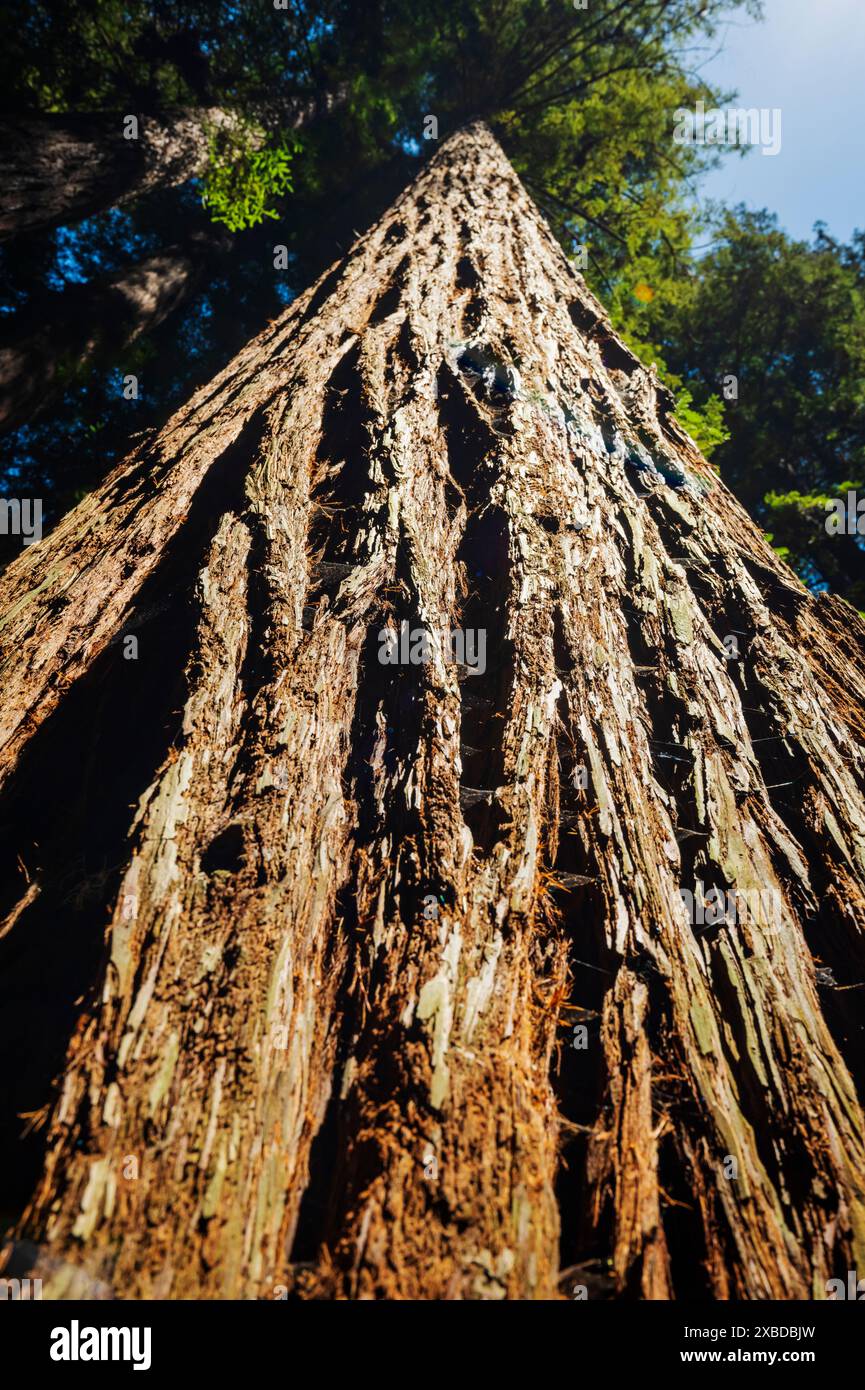 Henry Cowell Redwoods State Park; Santa Cruz County; California; USA ...