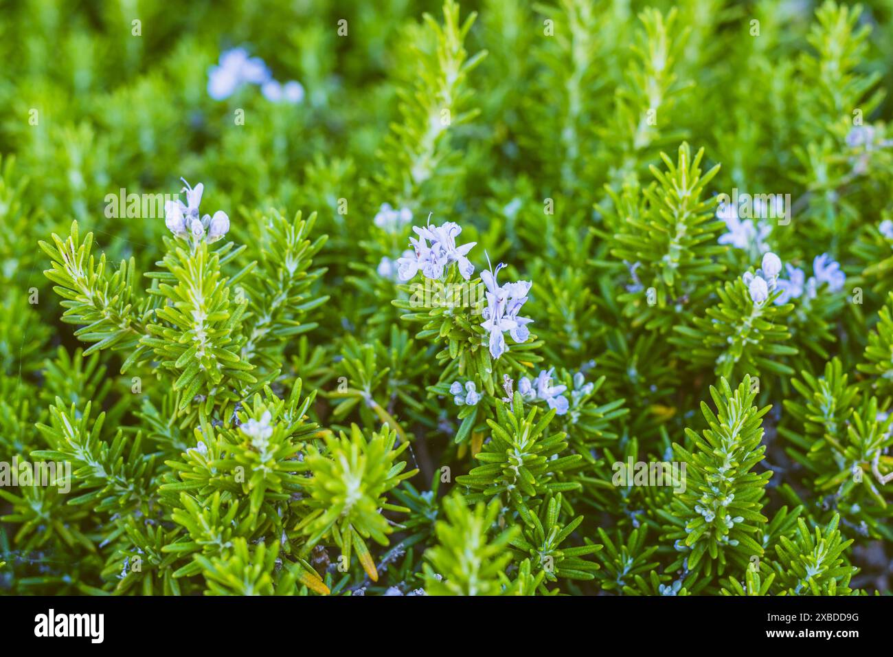 Rosemary bushes planted along the footpath make a beautiful low height ...