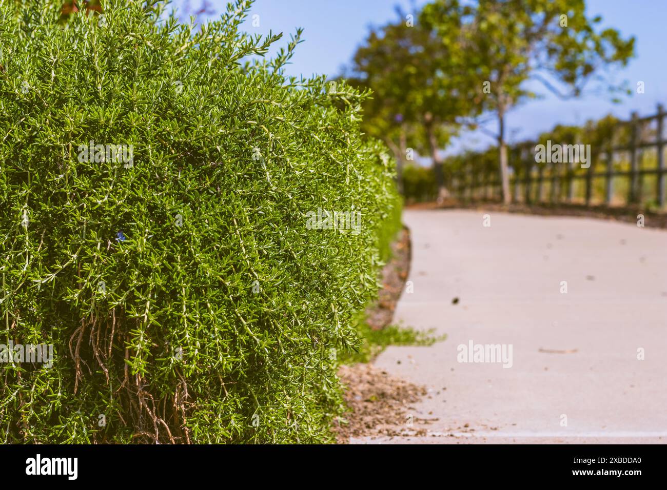 Rosemary bushes planted along the footpath make a beautiful low height ...