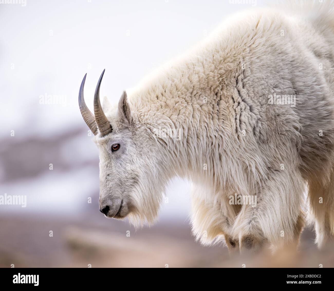 Close up of Mountain Goat Billy - oreamnos americanus - with snow ...