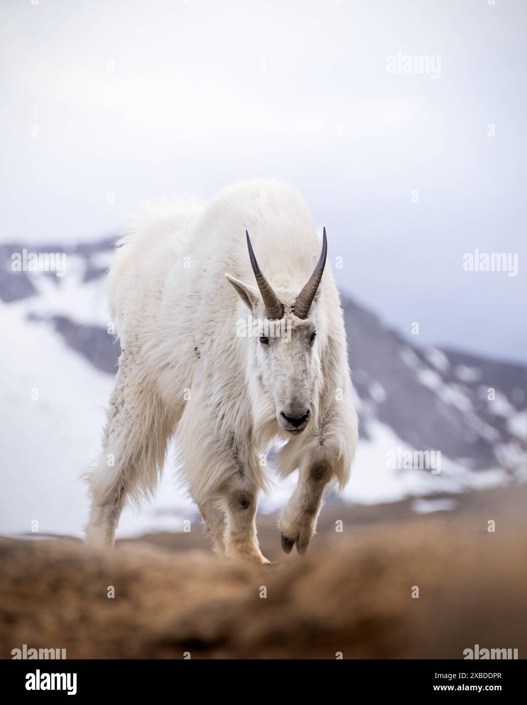 Mountain Goat Billy - oreamnos americanus - walking over ridge line ...