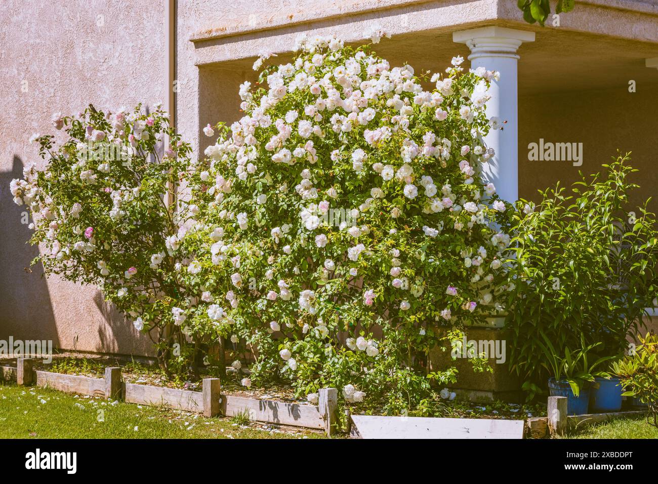 Fragrant white climbing rose planted outdoors close to the house ...