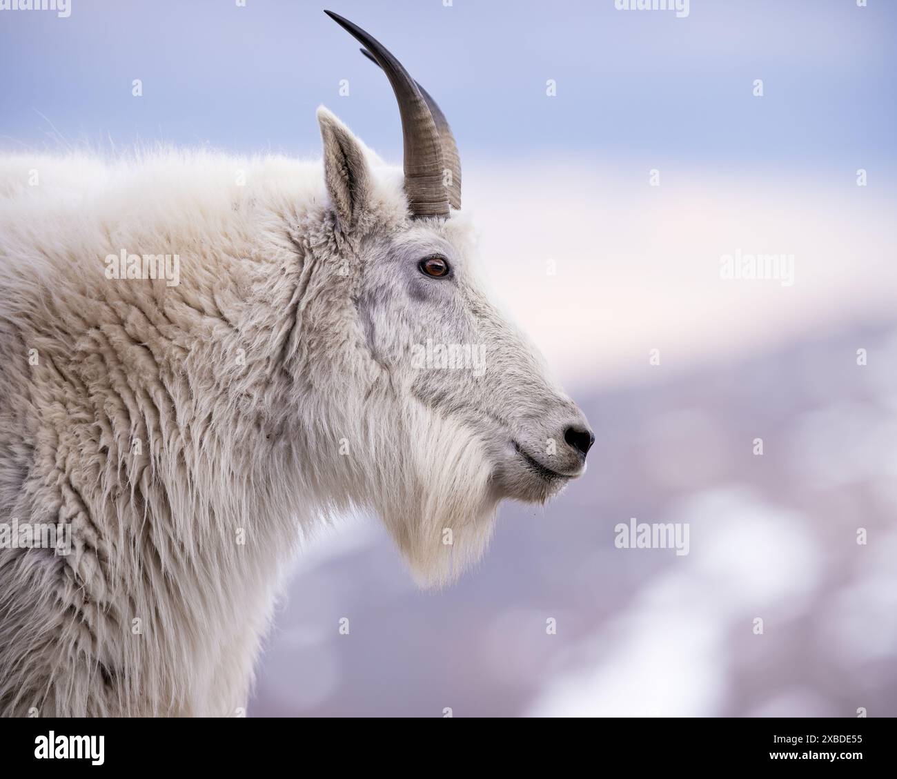 Big billy goat hi-res stock photography and images - Alamy