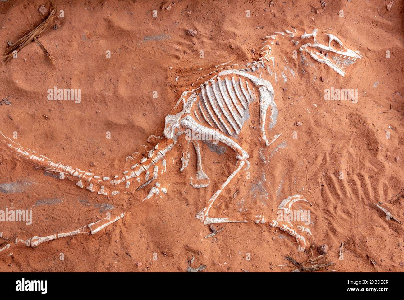 Edmontosaurus Ornithopod Dinosaur Skeleton Bones in Sand near Moqui ...