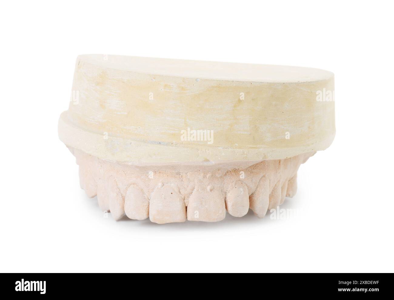 Dental model with jaw isolated on white. Cast of teeth Stock Photo - Alamy