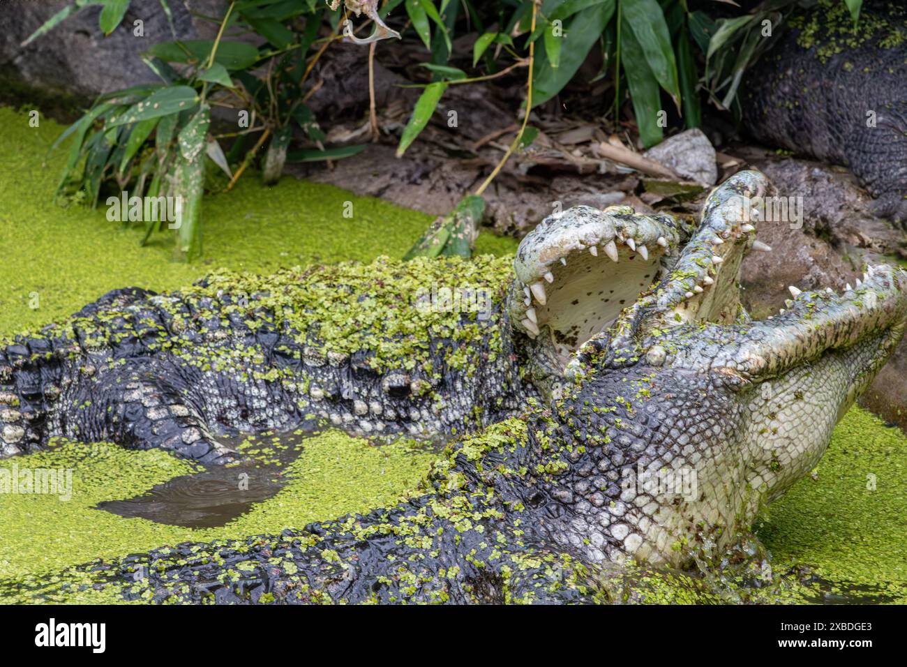 Crocodile fight in the swamp Stock Photo - Alamy