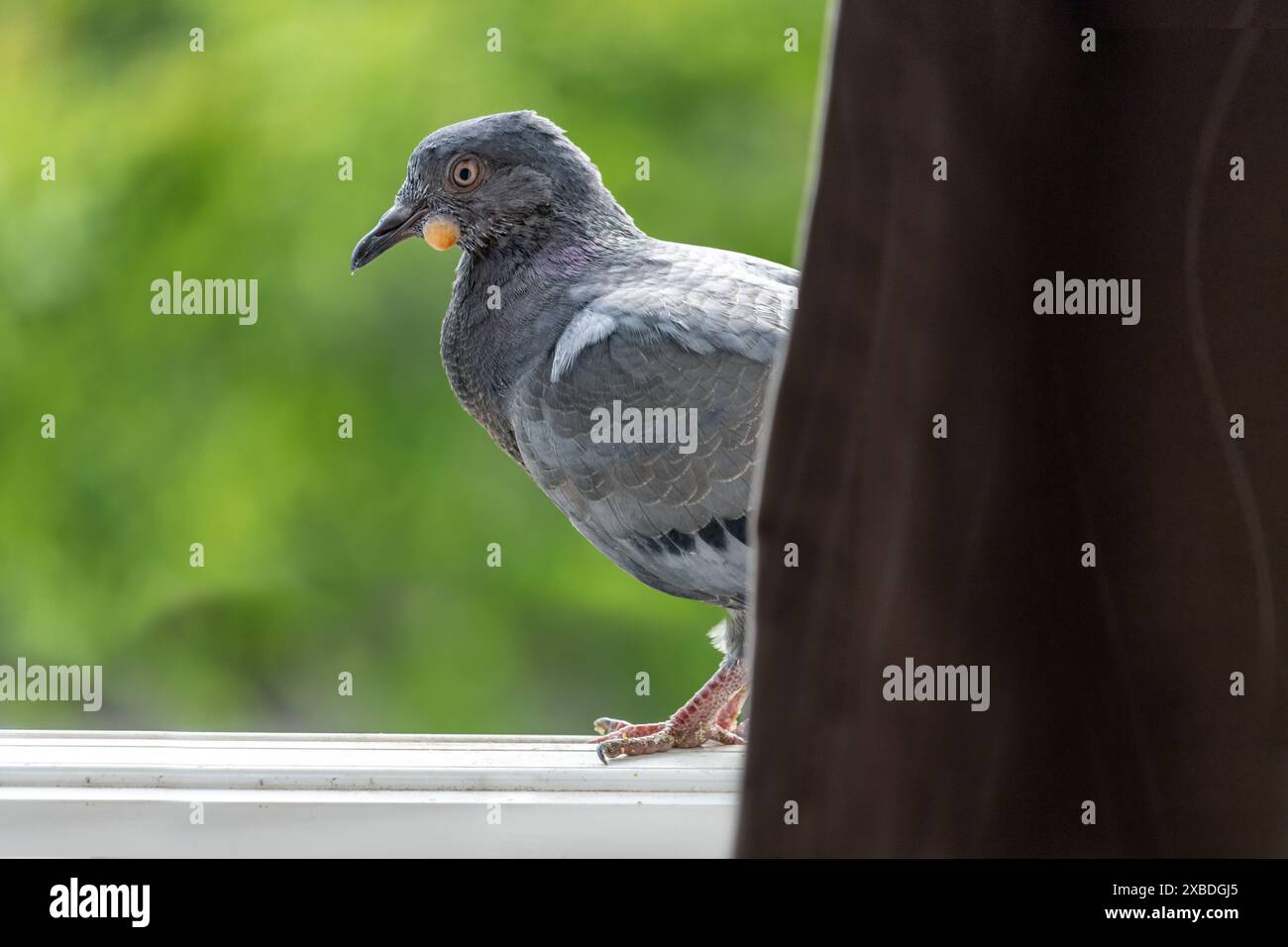 The pigeon walks on the open window and look into the room Stock Photo ...