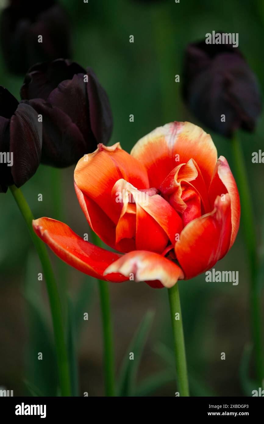 Dark bloom stands hi-res stock photography and images - Alamy