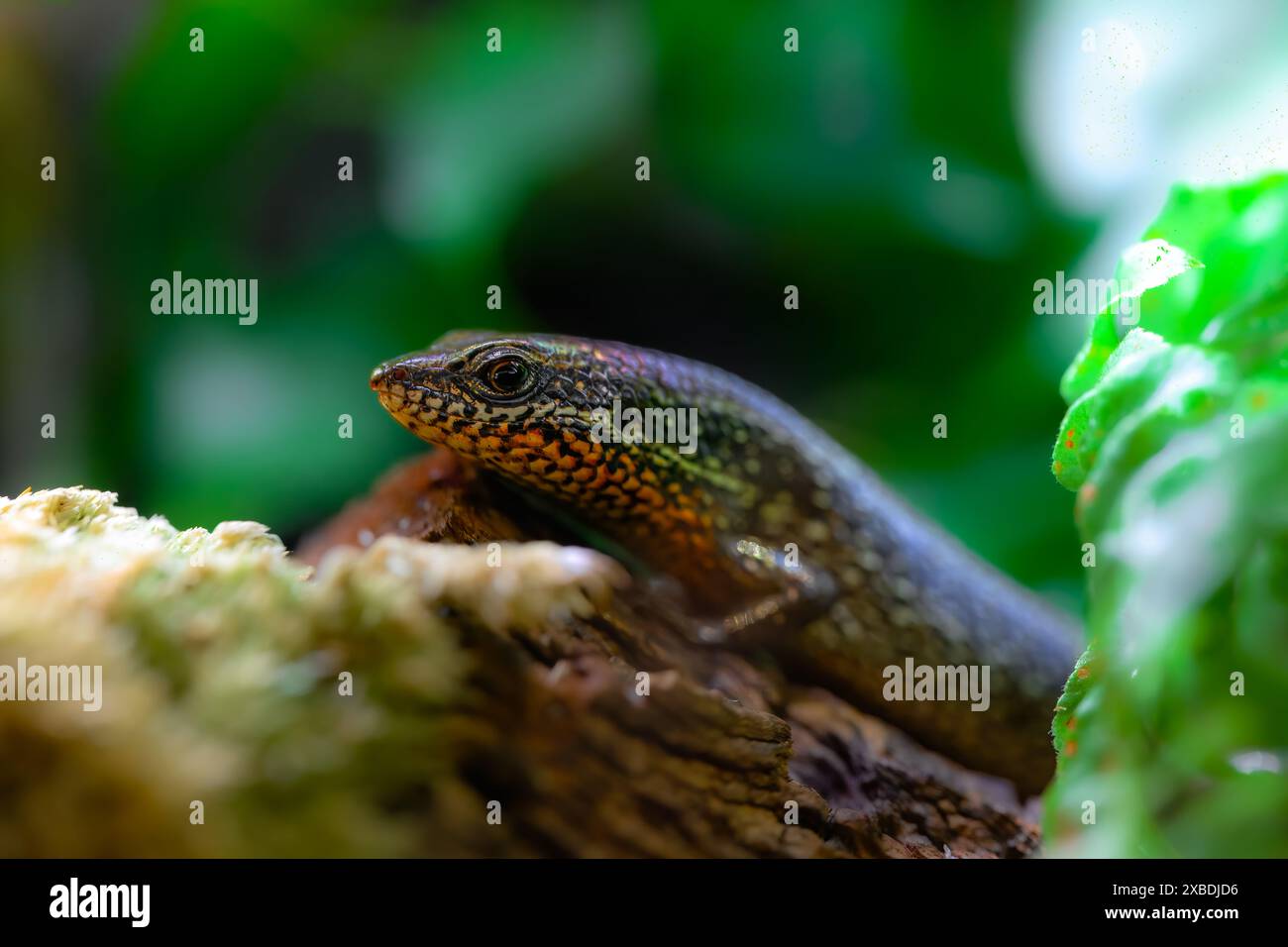 Bronze skink hi-res stock photography and images - Alamy