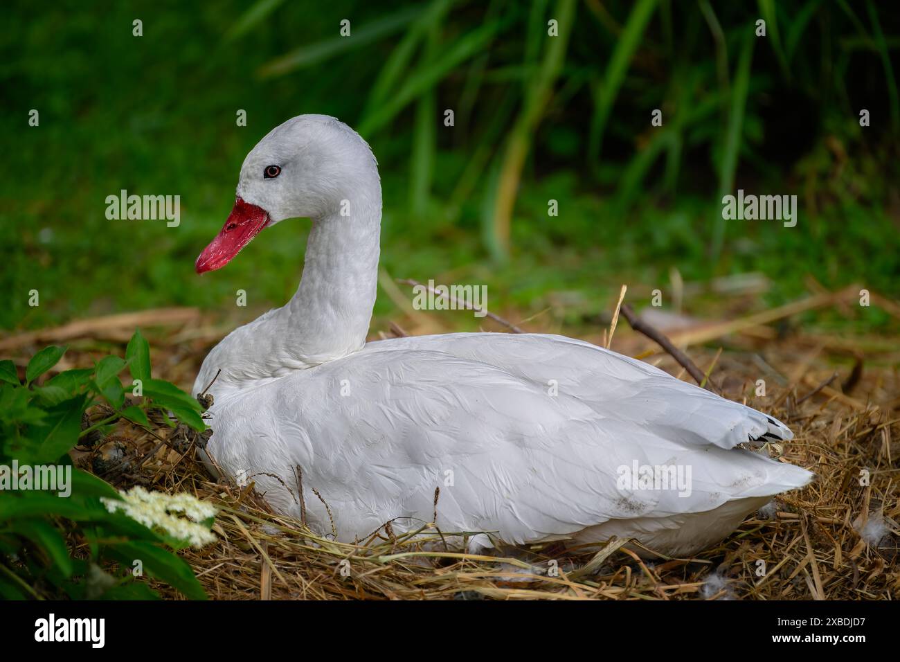 Coscoroba Swan (Coscoroba coscoroba) Breeding Stock Photo - Alamy