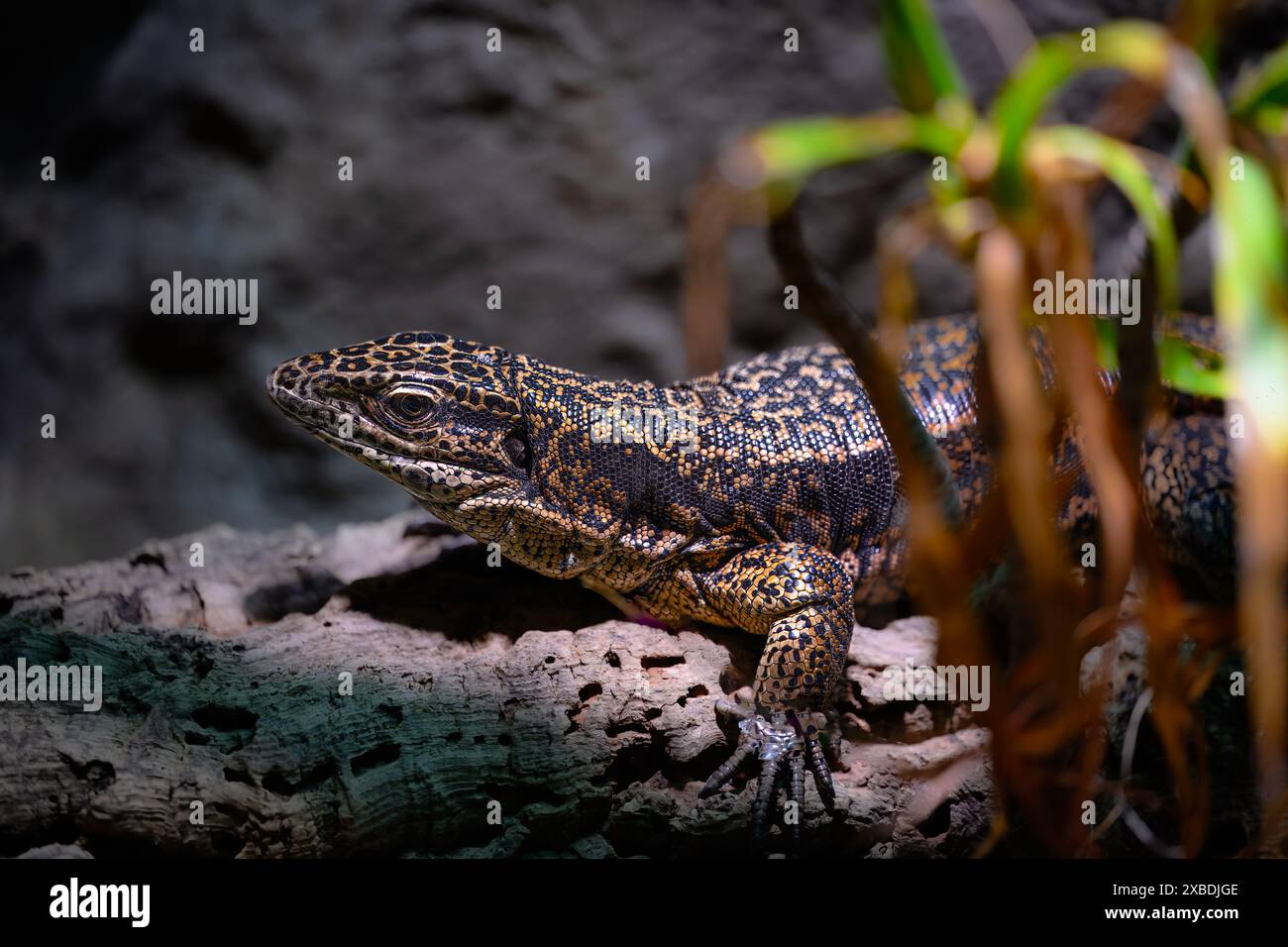 Tupinambis cryptus hi-res stock photography and images - Alamy
