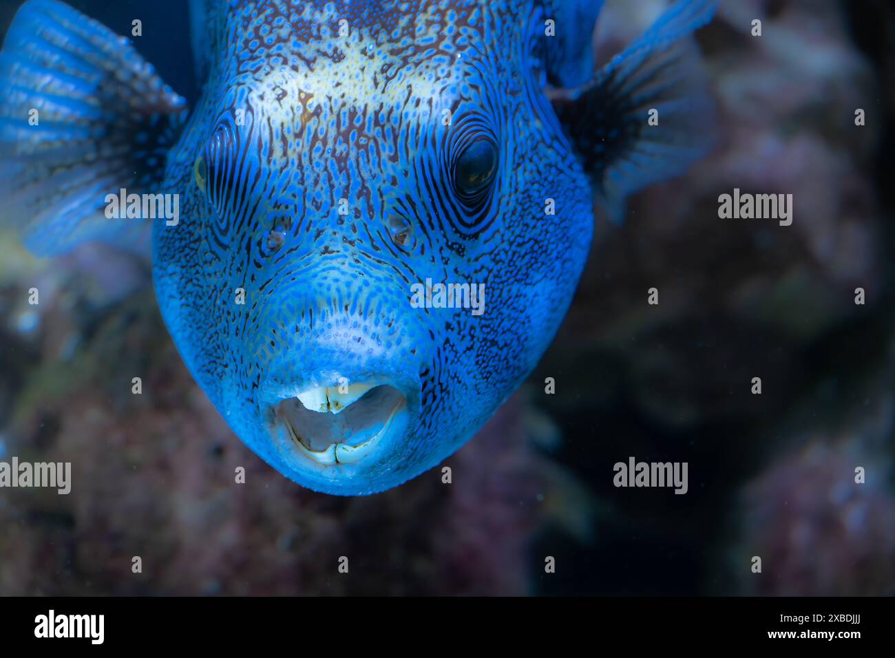 Mappa fish hi-res stock photography and images - Alamy