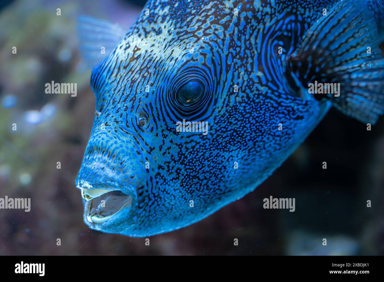 Portrait of a Map Puffer (Arothron mappa) Fish Stock Photo - Alamy