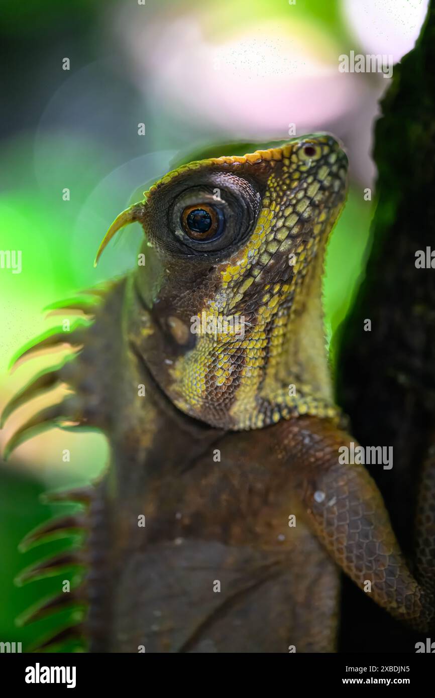 Acanthosaura hi-res stock photography and images - Alamy