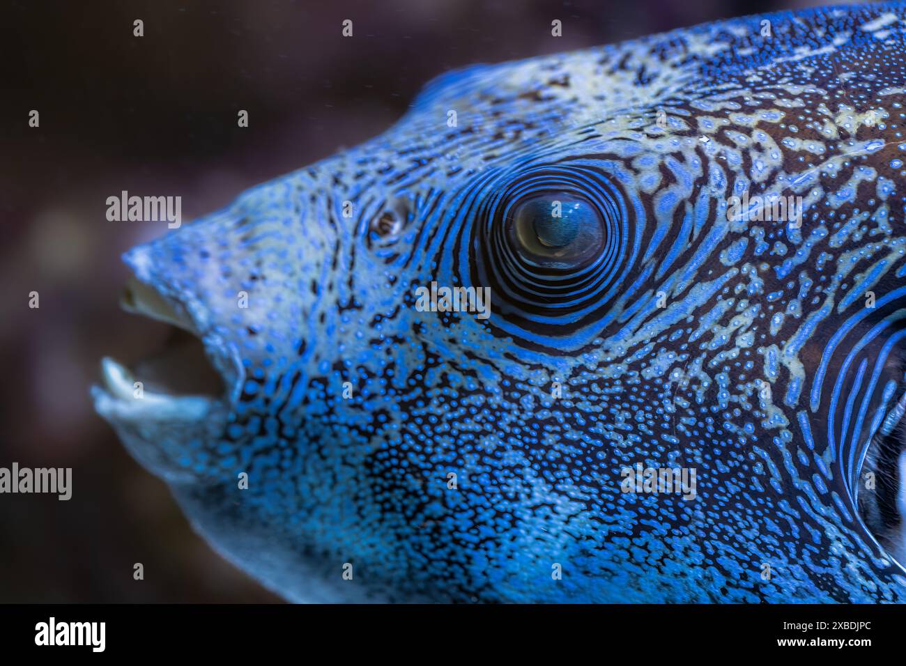 Portrait of a Map Puffer (Arothron mappa) Fish Stock Photo - Alamy
